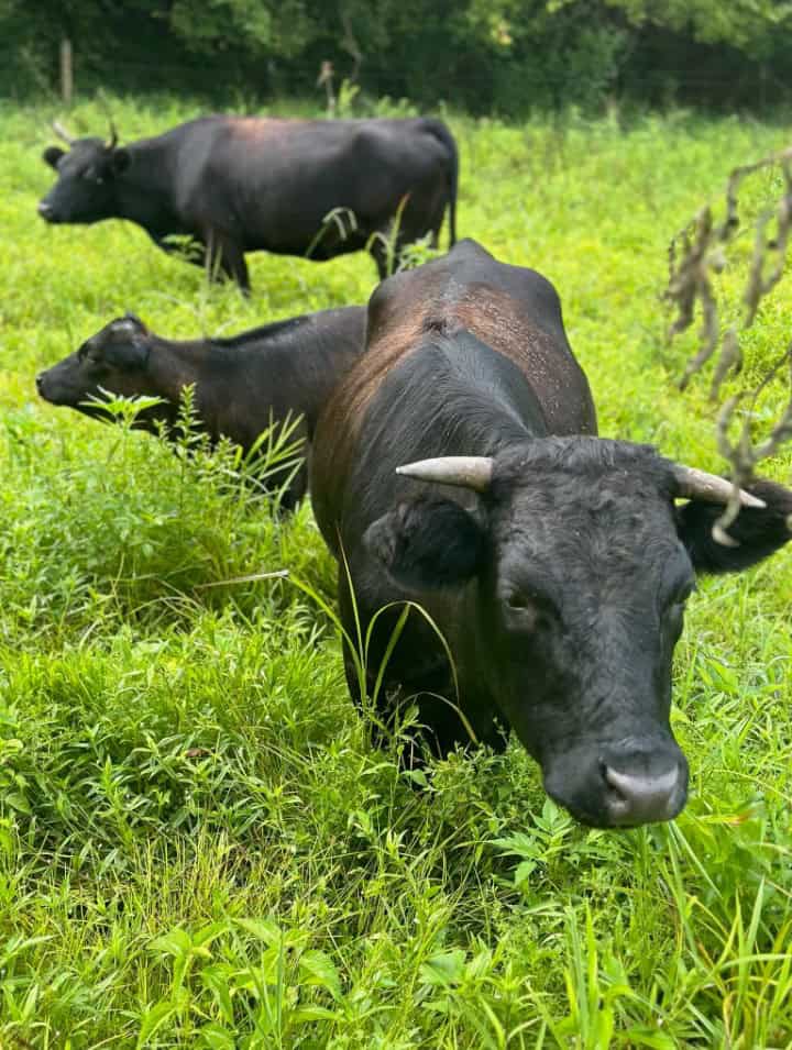 Introducing FARM HERO: A Groundbreaking TV Series Celebrating ...